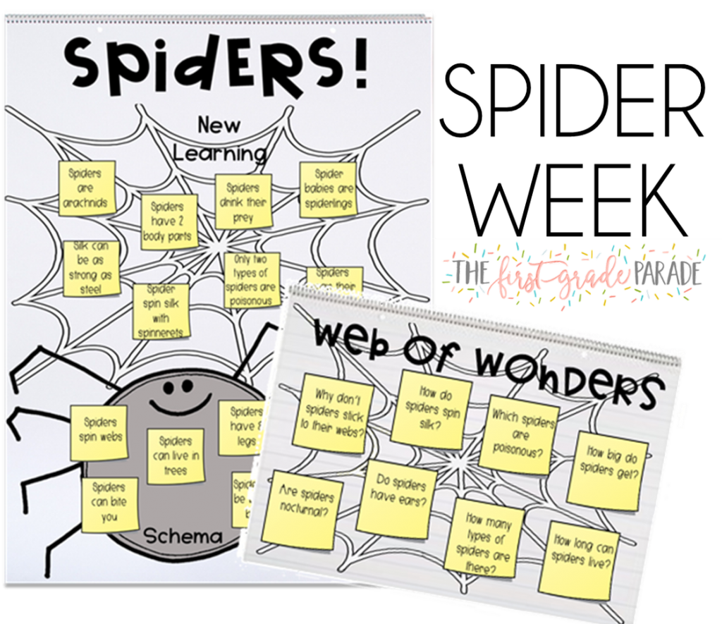 Spider Week - Cara Carroll