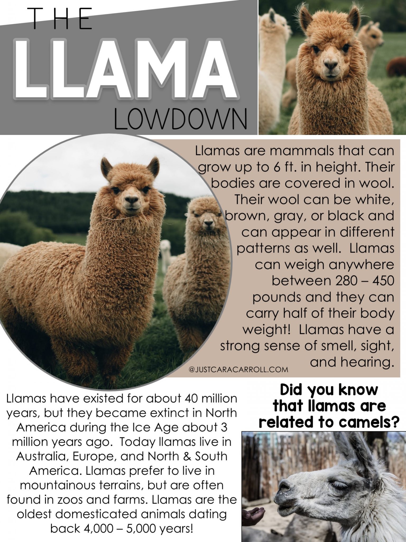 Llama Destroys the World - A Virtual ELA Lesson - Cara Carroll