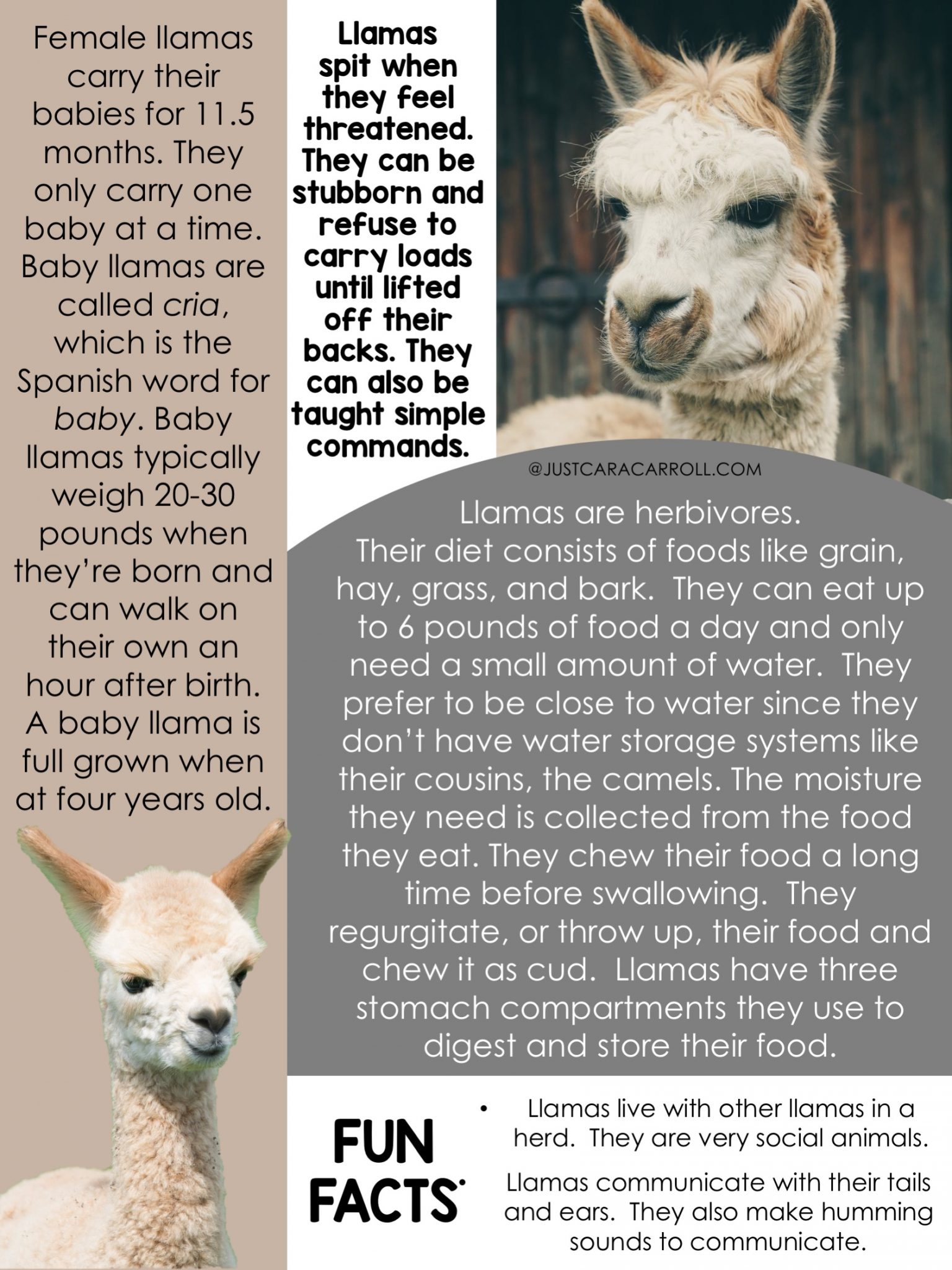Llama Destroys the World - A Virtual ELA Lesson - Cara Carroll